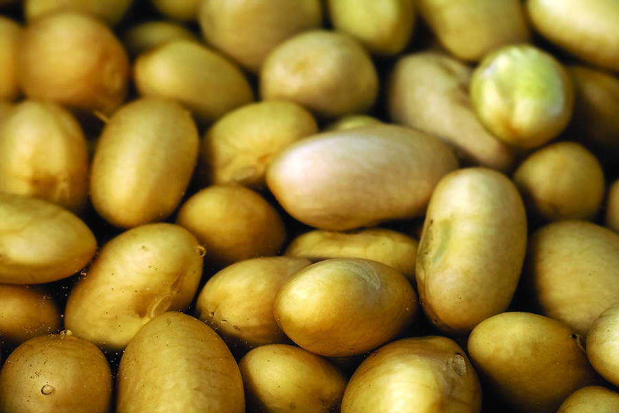 Shell & Soup Beans - Country Corners Greenhouse