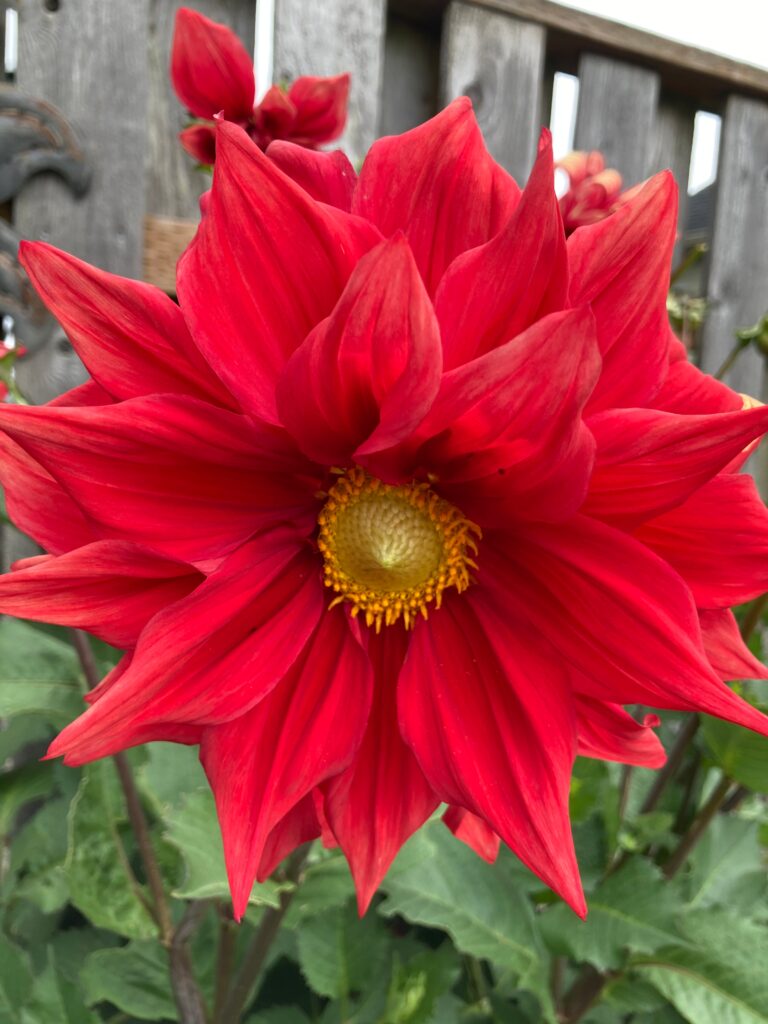 Dinner Plate Dahlia Babylon Red - Country Corners Greenhouse